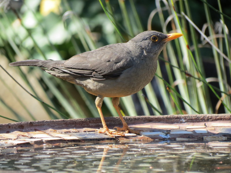 Speel-speel : kransduif