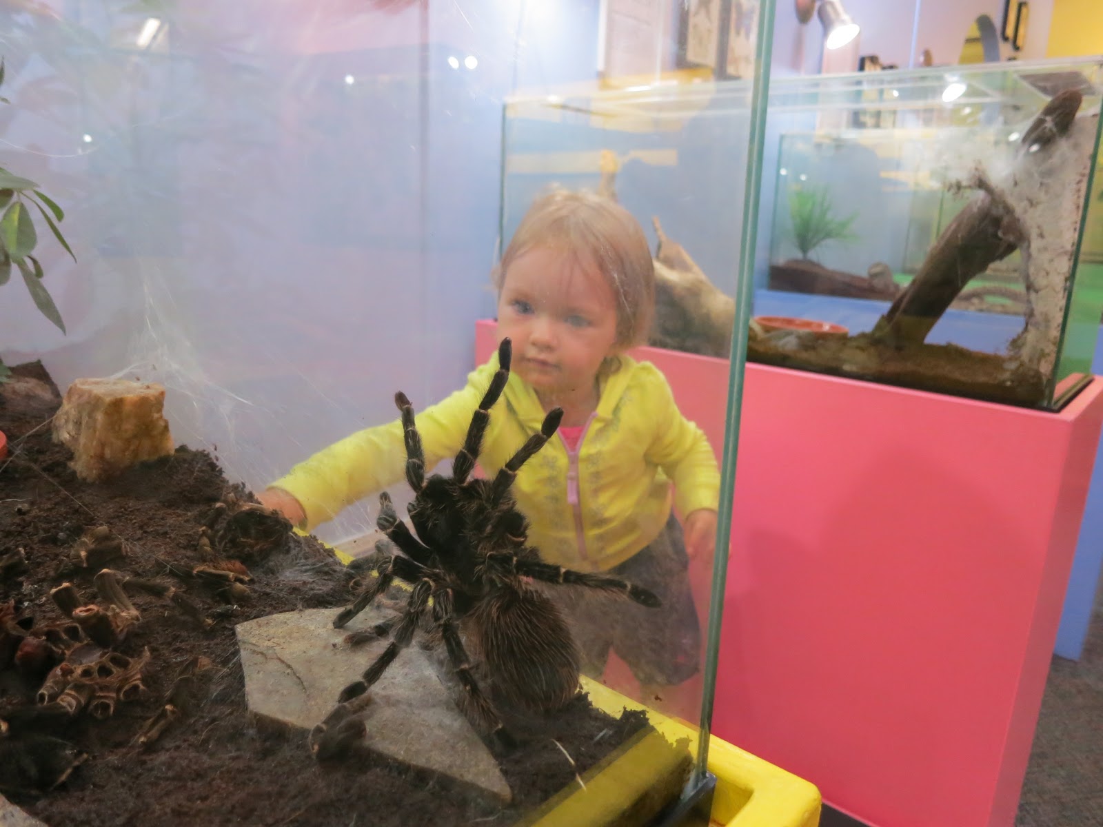 sleeping with my eyes open: Vancouver Island: Victoria, Bug Zoo ...