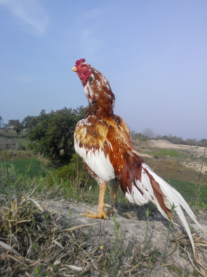 pakistani Aseel/Asil Breed Chicken