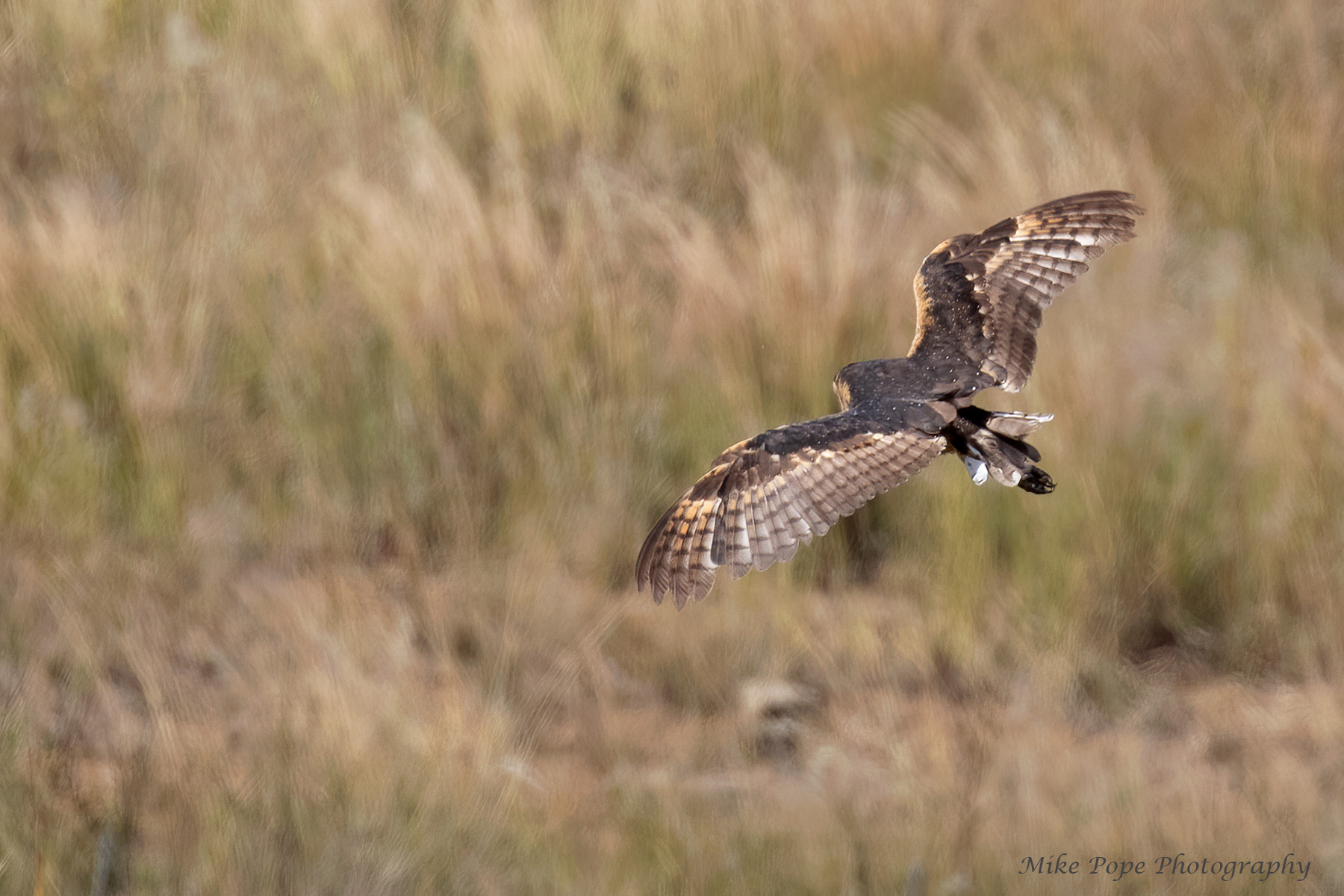 Birding | Photography | Adventure: GECKO; African Grass Owl