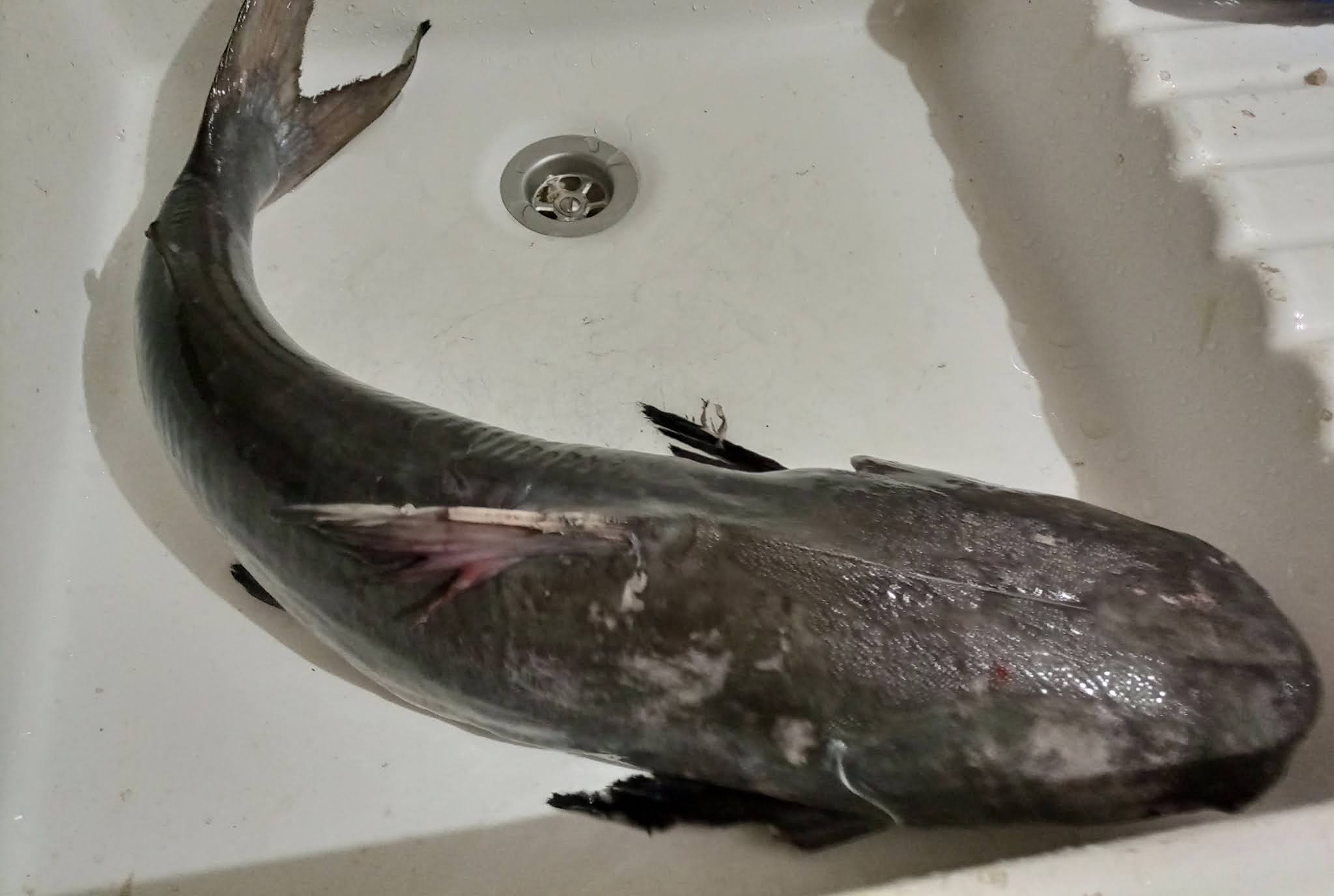 Machoiron de mer au four