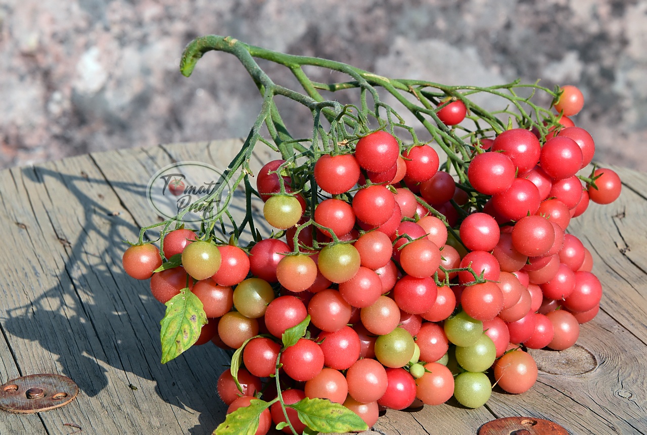 Helenes Tomater: Rose Quartz Multiflora