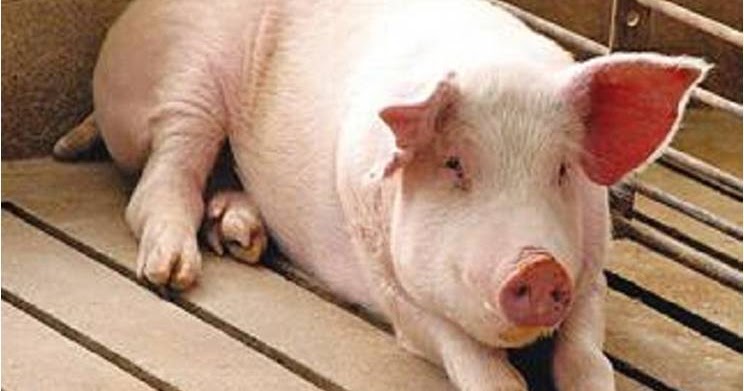 Pasión FM: DATOS CURIOSOS SOBRE EL TOCINO