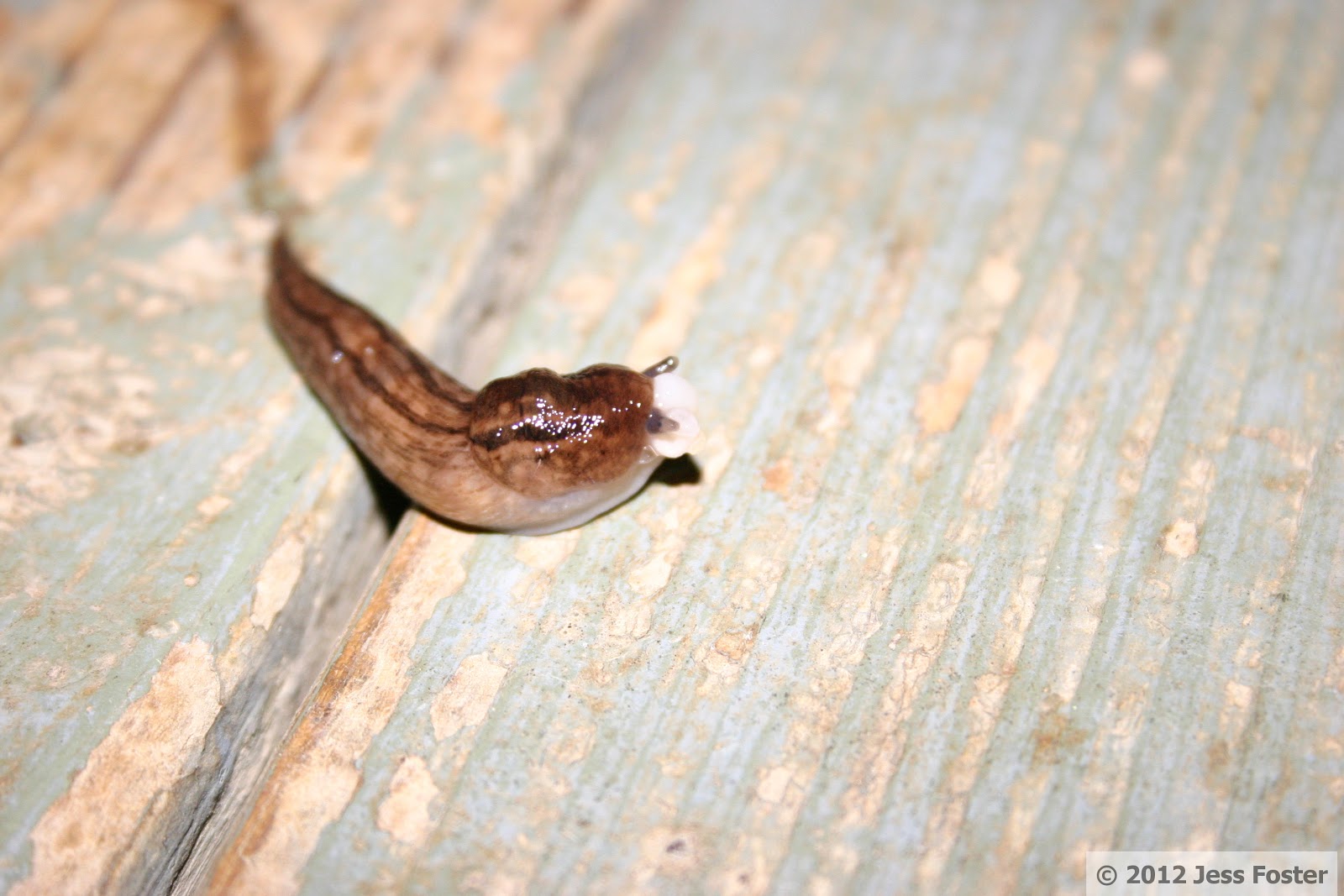 Sluggin' Along: Infected Slugs: Case #5