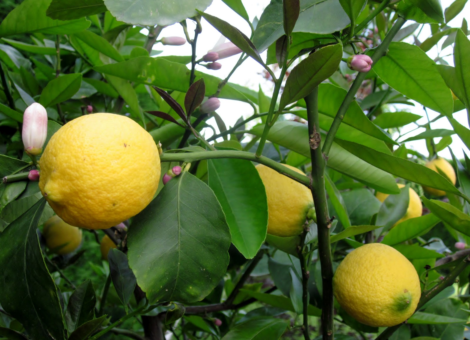 Italy to Los Angeles and Back: Making Limoncello Memories...