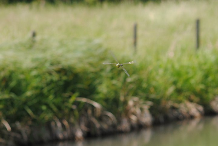 Walksalot: Basingstoke Canal - Greywell (lock 30) to Barley Mow Bridge ...