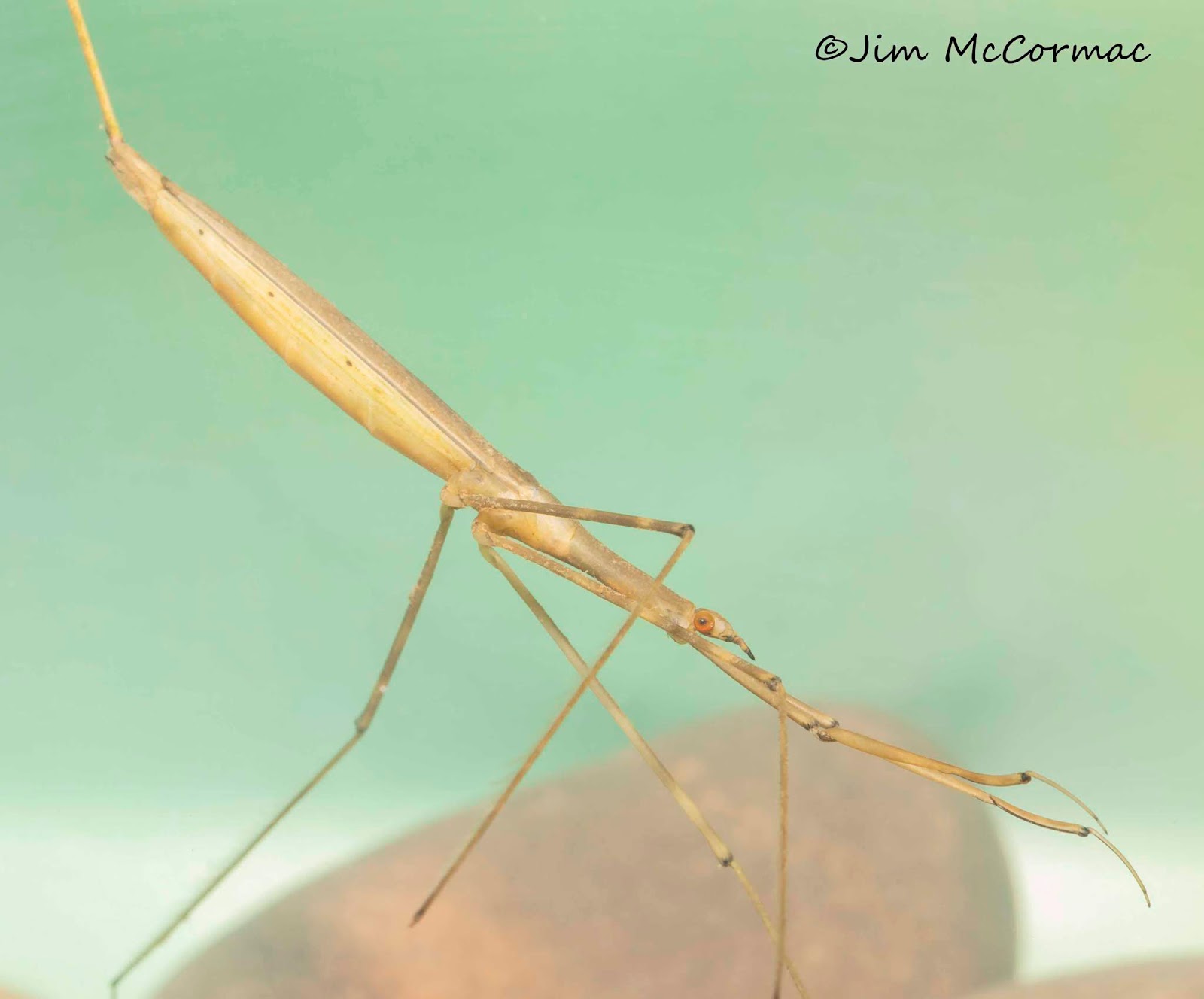 Ohio Birds and Biodiversity: Waterscorpion!