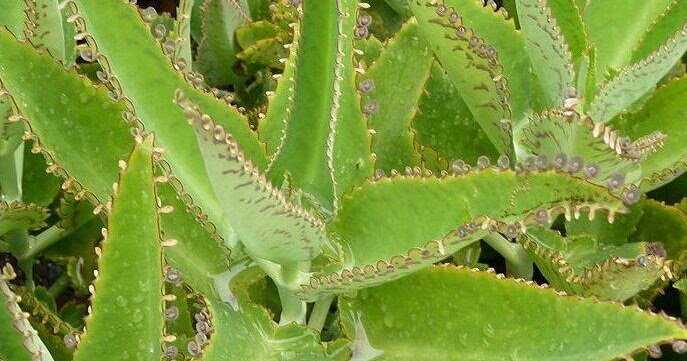 Cladófila o Filocladio - Botánica integra