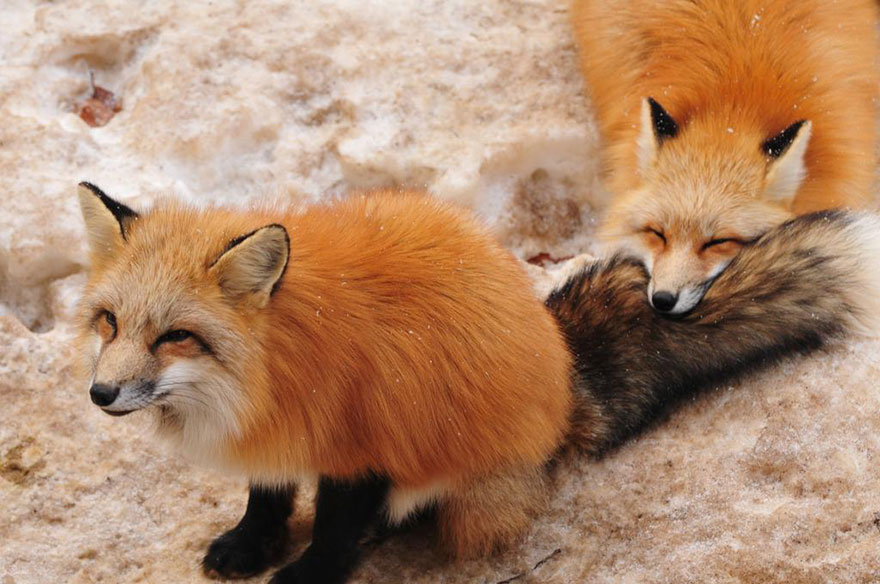 Extremely genuine Japanese foxes - PHLEK ! PHLEK