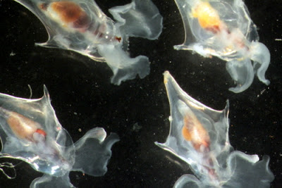 Charismatic Microfauna: Pteropods and the Arts