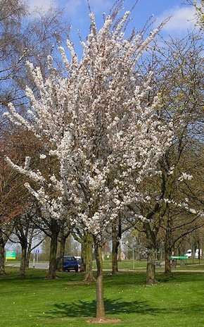 A Life Designing: Garden Design Ideas - Small Trees for Spring Blossom