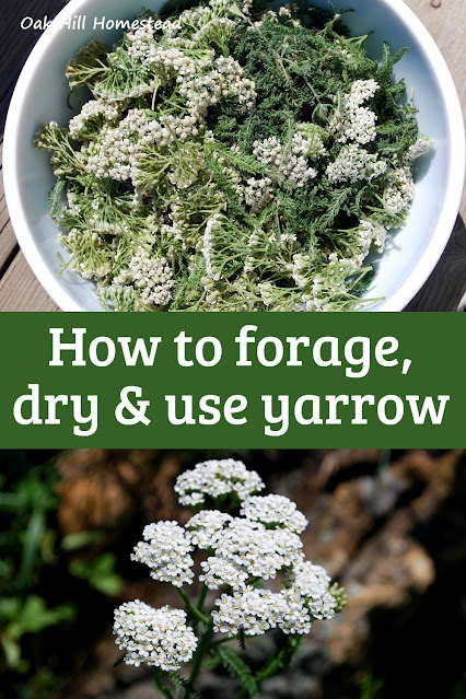 How To Forage, Harvest and Dry Yarrow - Oak Hill Homestead