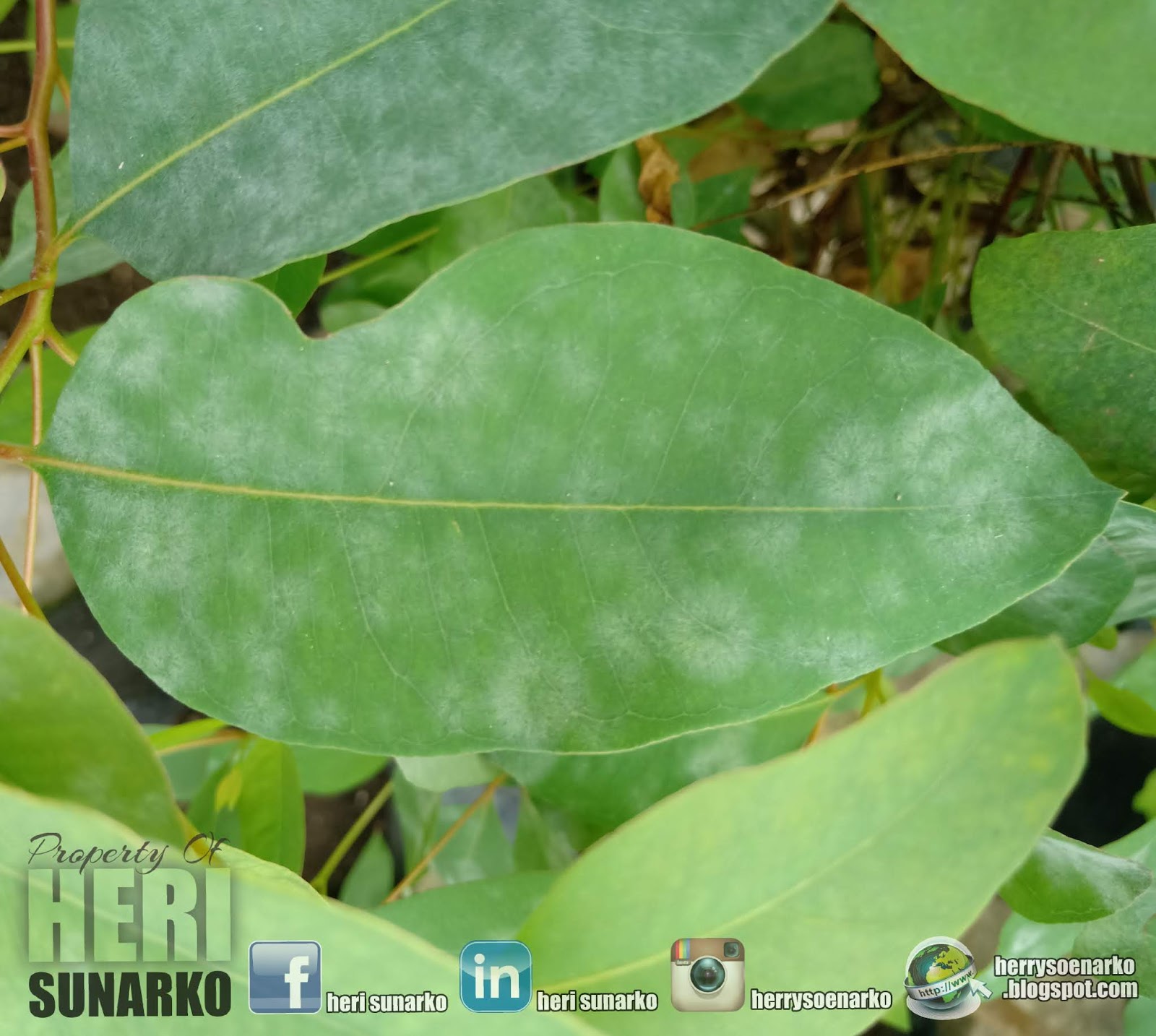 Embun Tepung (Powdery Mildew) pada Tanaman Hutan Industri