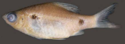 Indian Biodiversity Talks: A new barb to Puntius sp. identified from ...