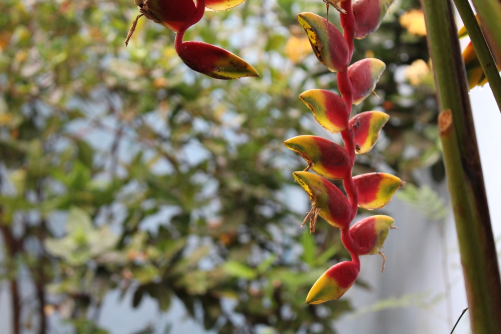 Radio Patujú 95.2 FM: GALERÍA DE FOTOS EL COLOR DEL PATUJÚ CUANDO LLUEVE