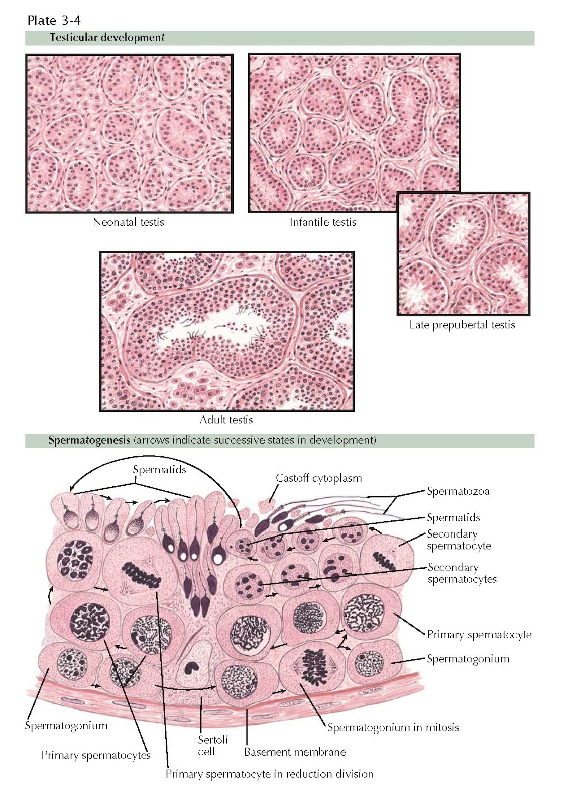 TESTICULAR DEVELOPMENT AND SPERMATOGENESIS - pediagenosis