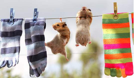 Cute Pictures: 5 Small Cute Animals