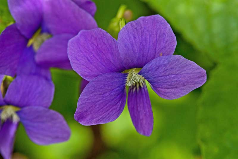 East Gwillimbury CameraGirl: Sweet Violet/ Macro Monday
