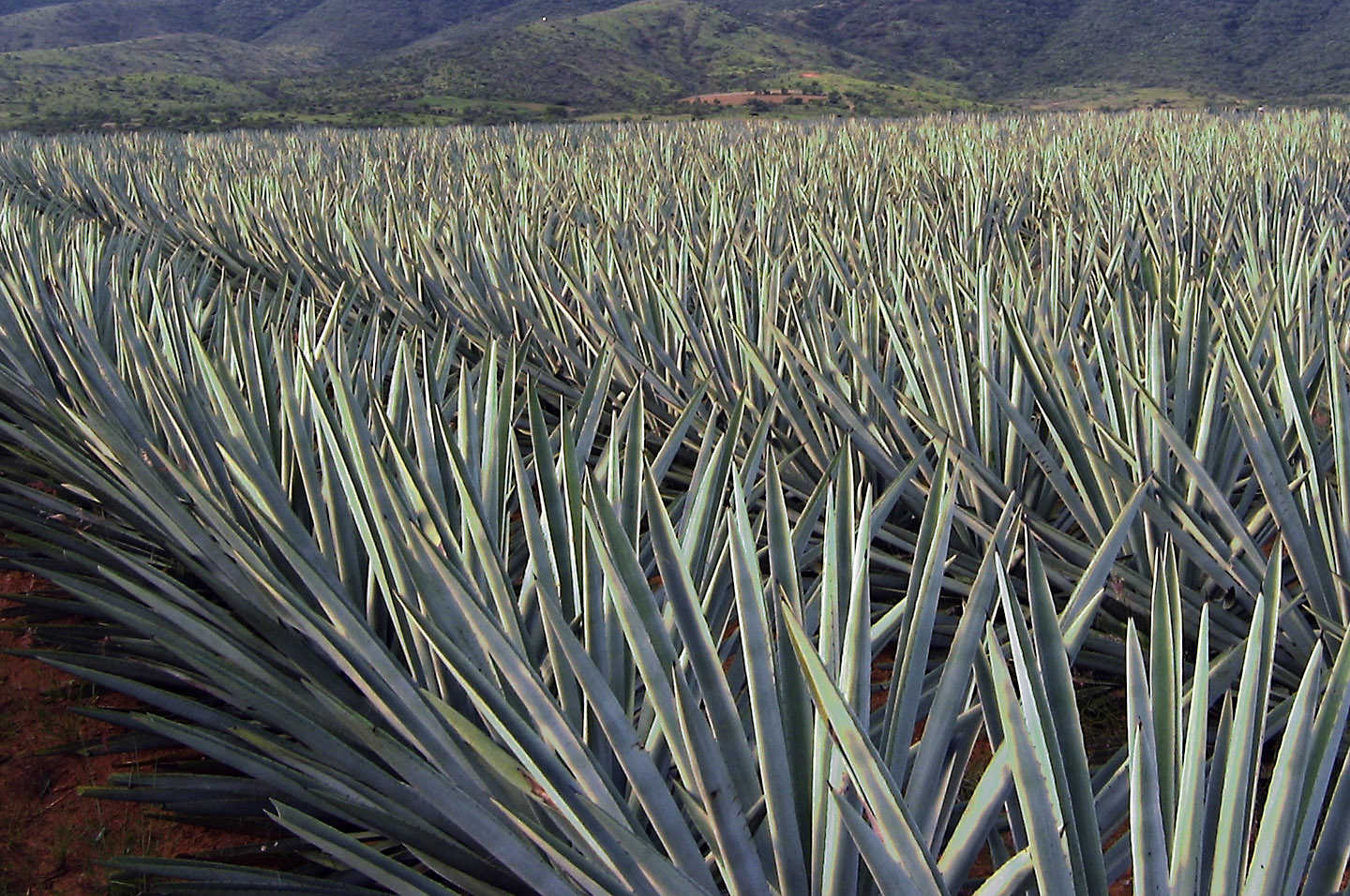 MAGUEYES Y MEZCALES: Cultivos de Magueyes