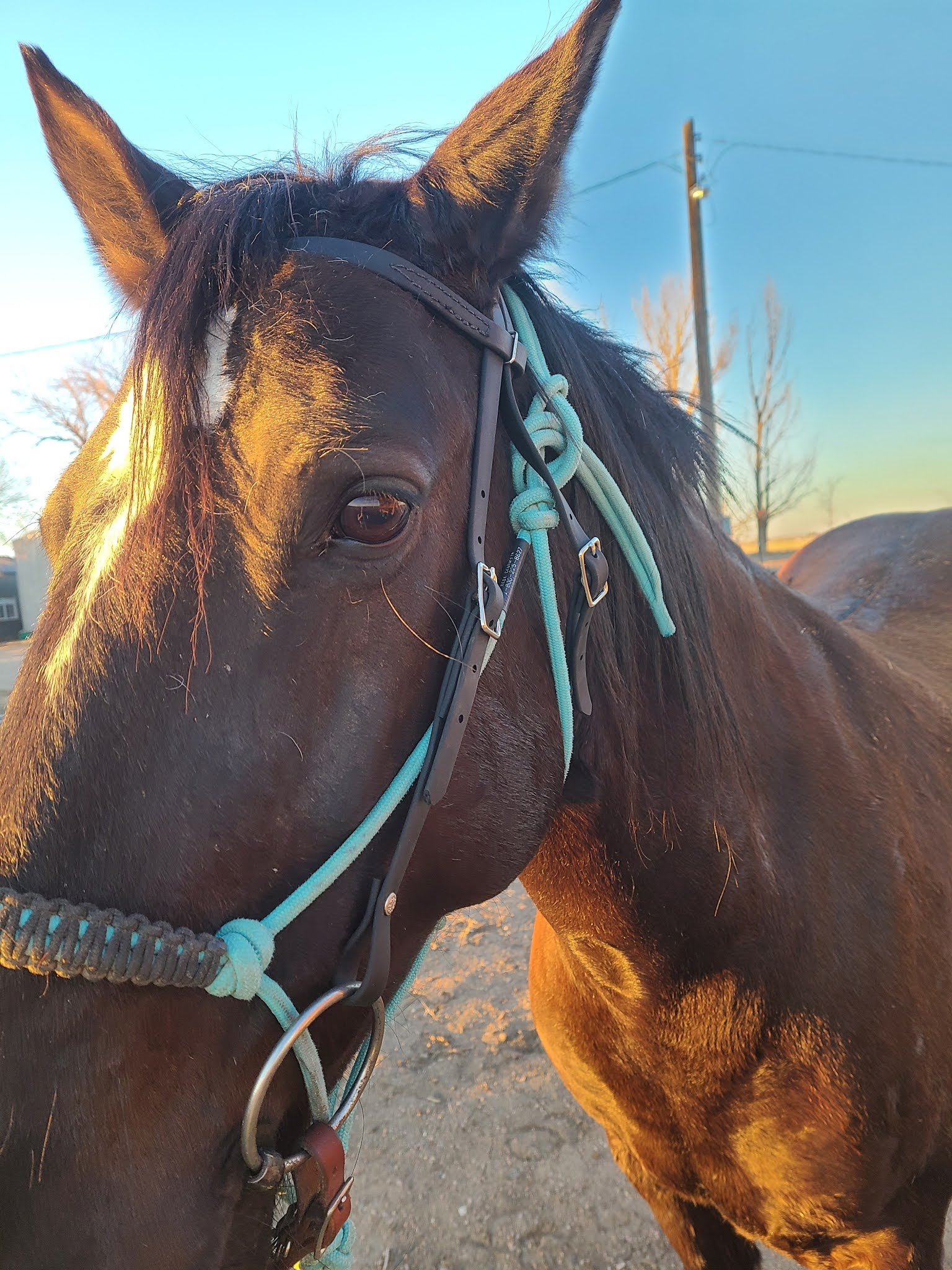 Wilsons' Wild Ones: Chanfron completion