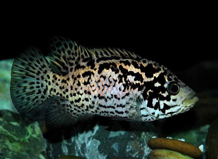 El Fogonero: Las biajacas