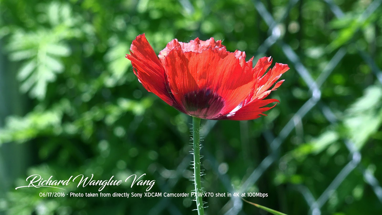 Rick Wanglue Vang's Blog: Duab Paj Yeeb yees los ntawm lub SONY XDCAM ...