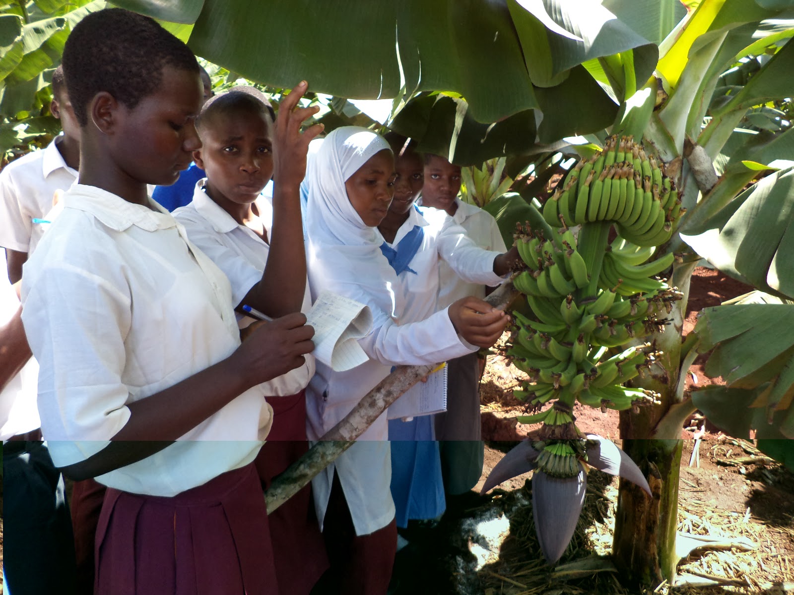 HANDENI KWETU: Kilimo cha kisasa wilayani Handeni