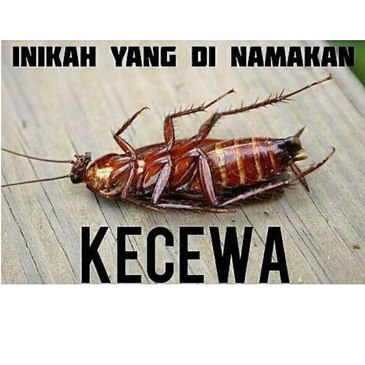 10 Meme 'Apakah Ini yang Dinamakan' yang Kocaknya Bikin Ngakak Sampe ...
