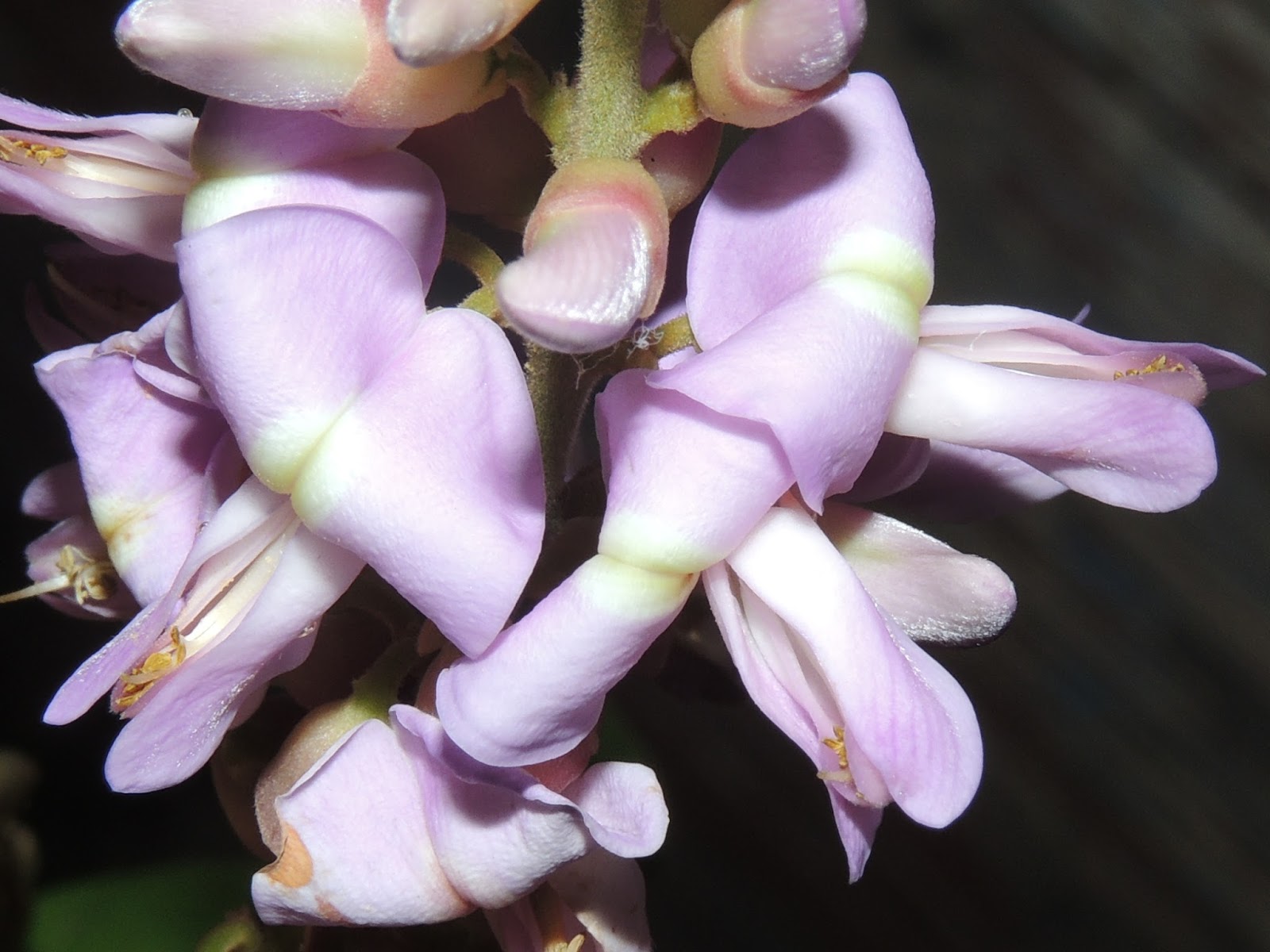 Fabaceae - Leguminosae no Brasil: Taxonomic revision of Lonchocarpus s ...
