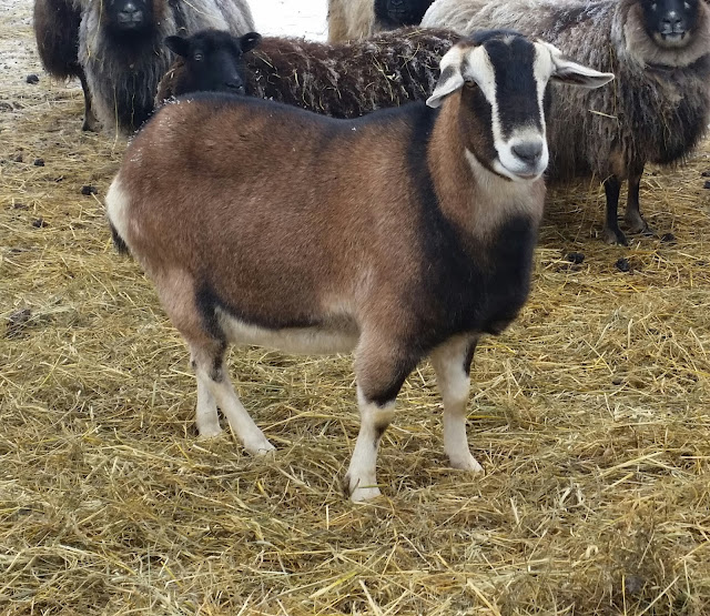 Counting My Blessings: A farm animal post!