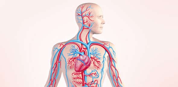 Science Class 6EP Circulatory System science-class-6ep-circulatory-system