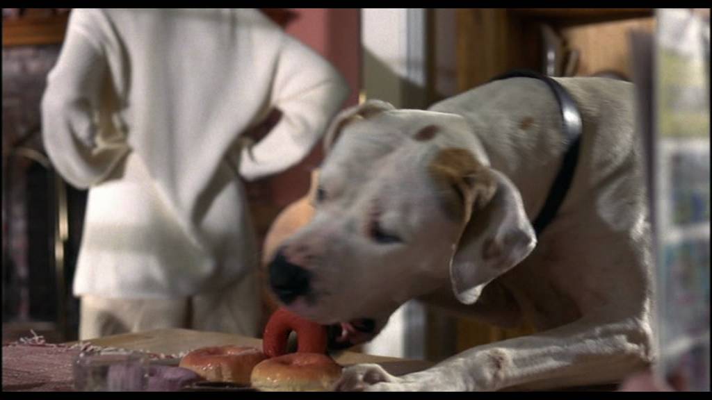 Elokuvahömppää: Homeward Bound II: Lost in San Francisco