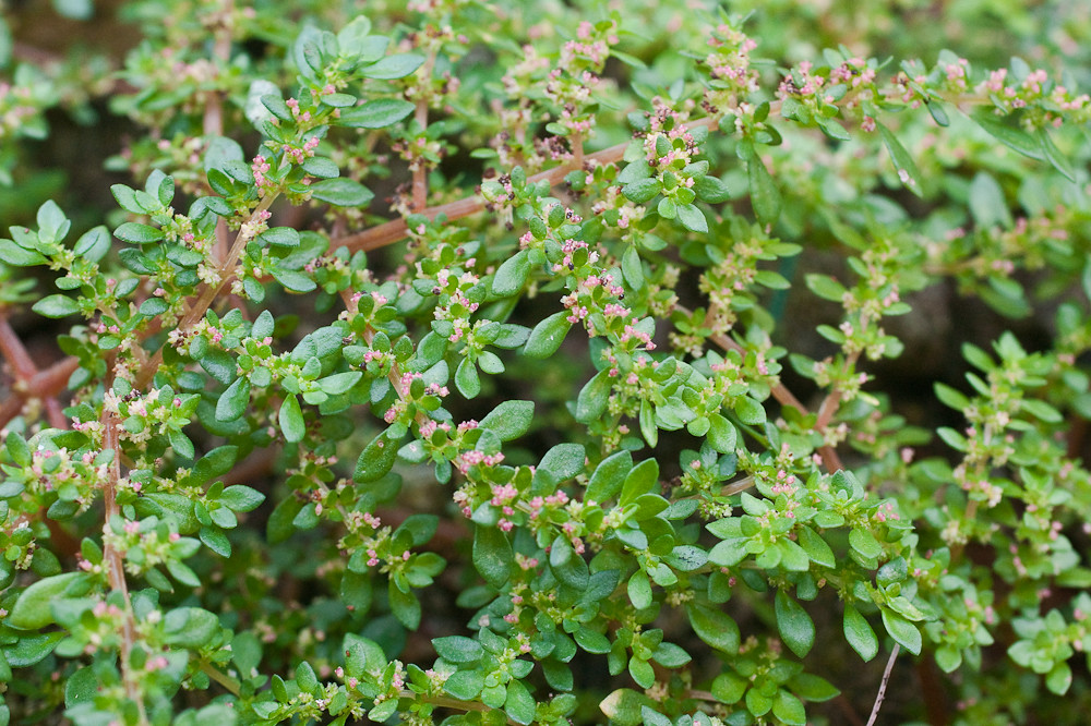 Pilea microphylla - Artillery plant care and culture | Travaldo's blog