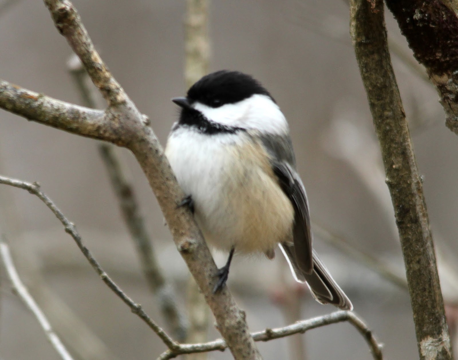 Here and There: Day 76 - 16th March 2017 - Chickadee, Red Breasted ...