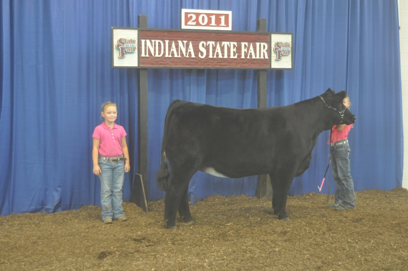 Trausch Farms: Breathe Easy Heifer @ Indy State Fair