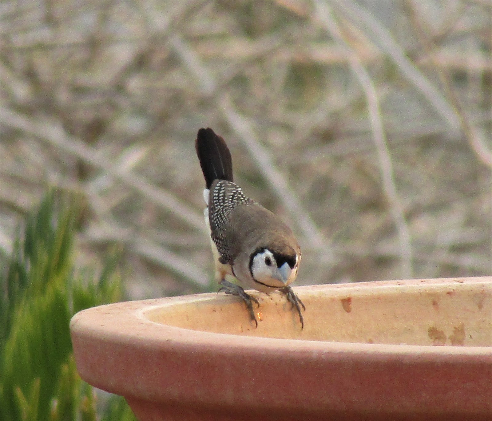 Birdlifesaving: 57. Fire, Smoke, Birds and Beasts