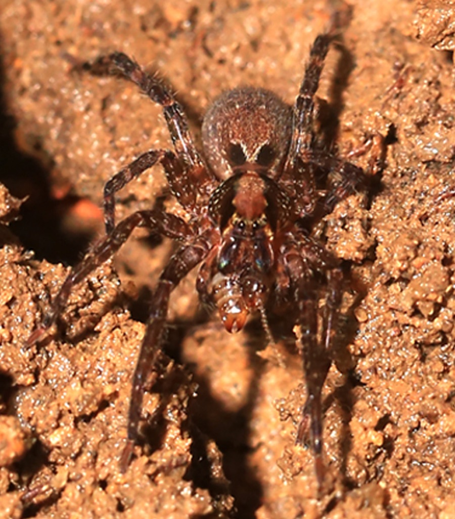 Species New to Science: [Arachnida • 2018] First record of Africactenus ...