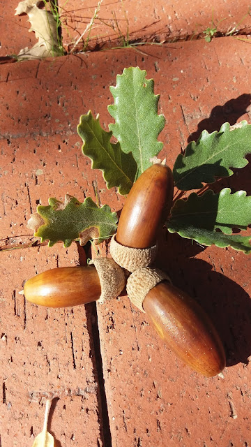 Mi infancia en Clamosa : UN PASEO POR EL MONTE DE PANILLO