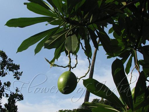 MEDICINAL HERBS – Names and Uses (Part – 2) | Global Hinduism