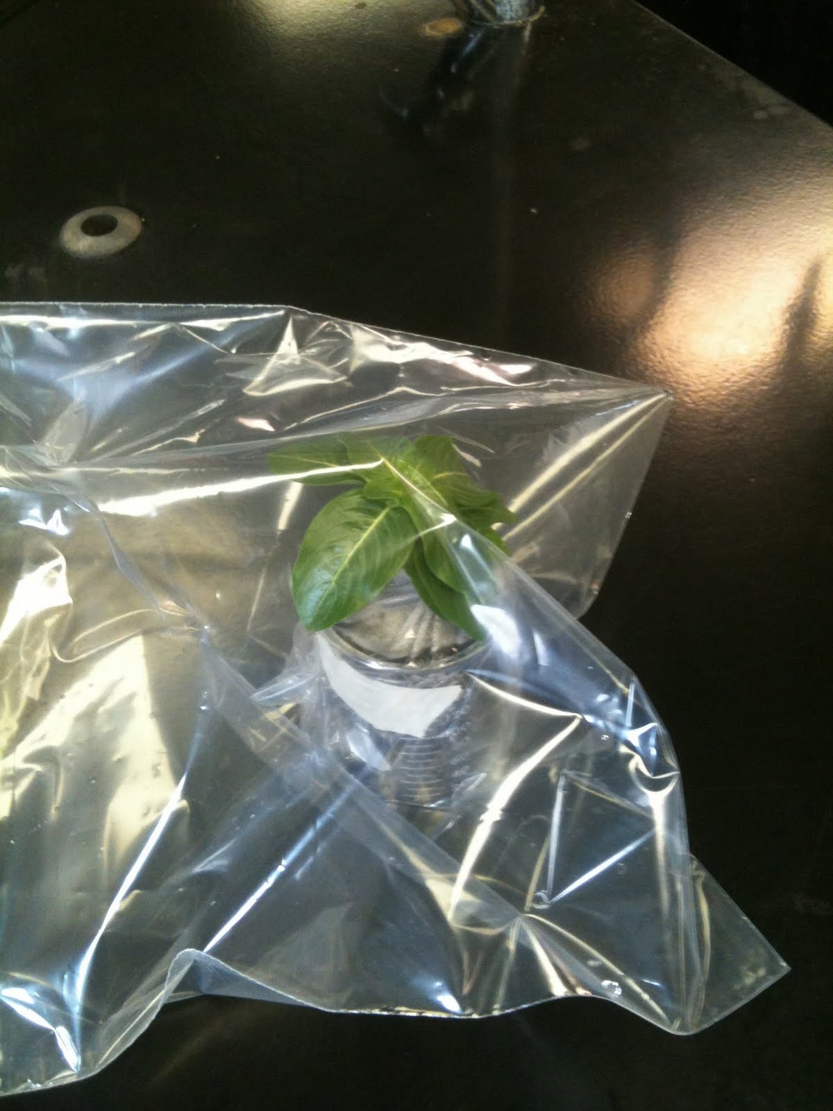 Amy Brown Science: Plant Transpiration - Great for All Ages!