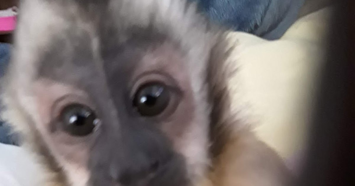 The carman zoo: Wow a monkey!