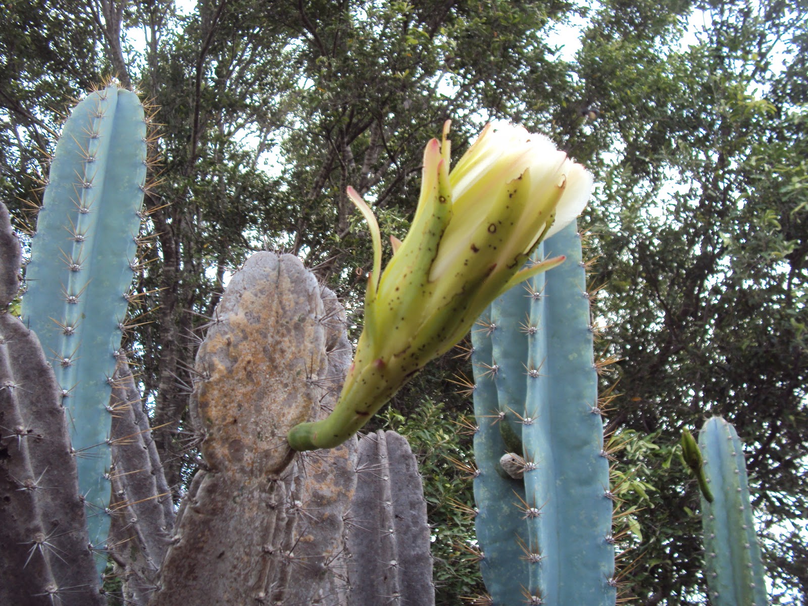 blog DOM SEVERINO: Mandacaru (cactus): sua flor e o seu fruto