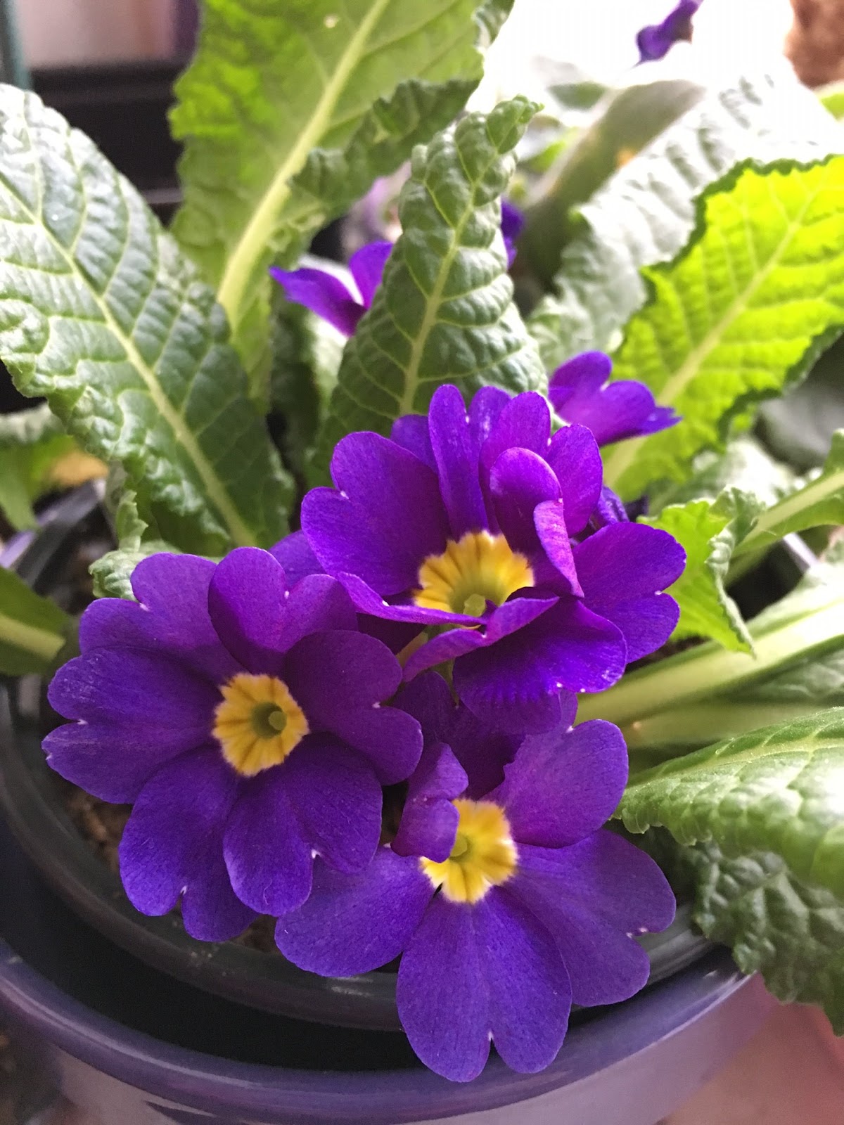 WashingtonGardener: Indoor Flowers for Garden Blogger's Bloom Day