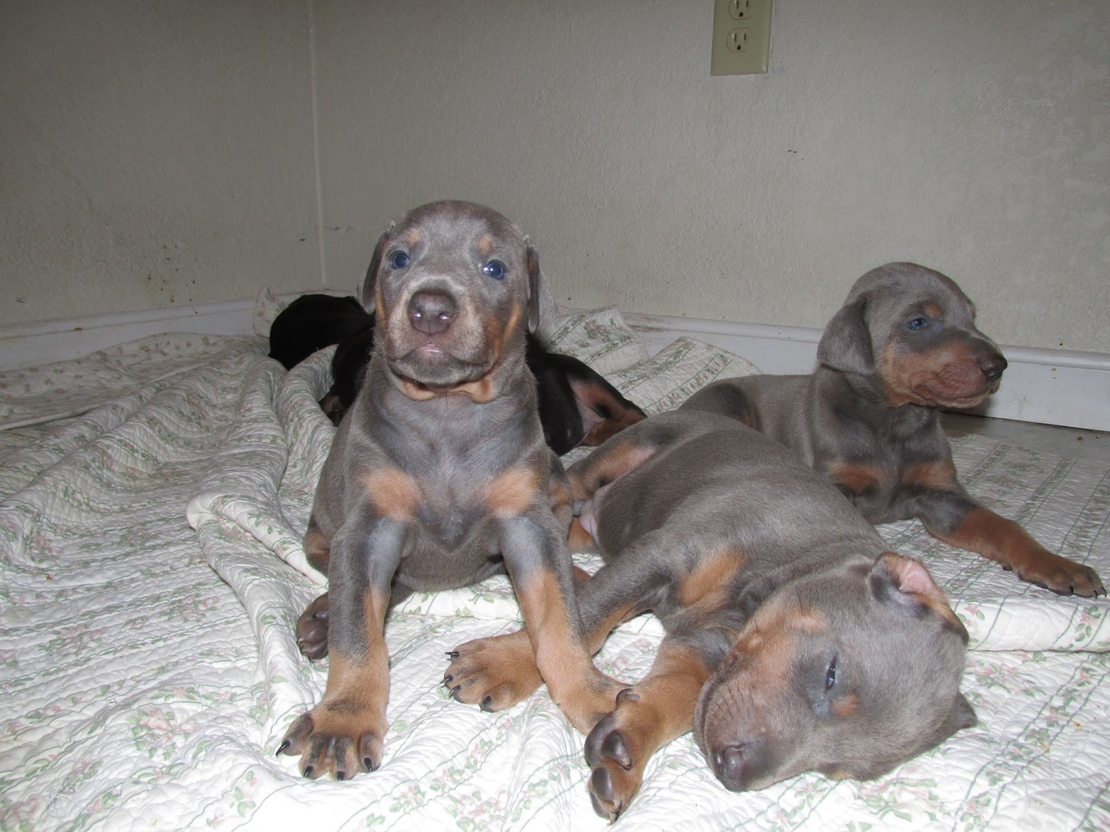 Abby's AKC Doberman Puppies: Two Blue Males - Sold