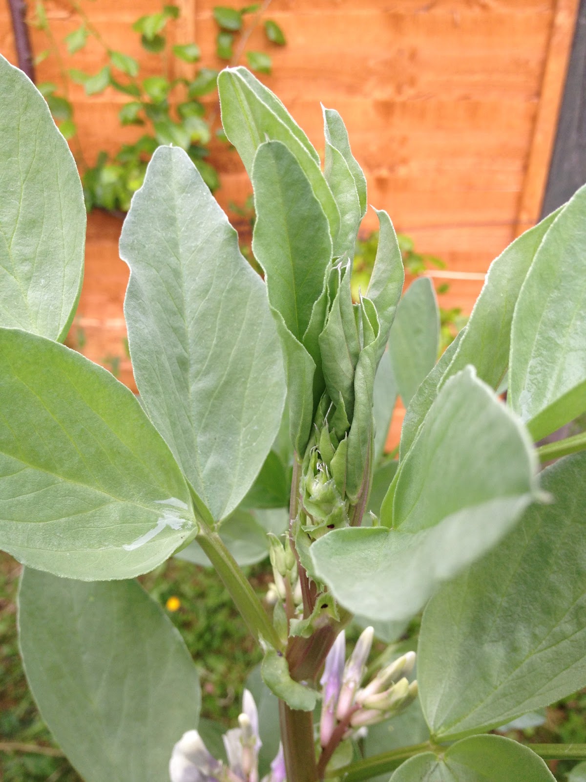Broadbean tips - huh? What are they good for? | GH49