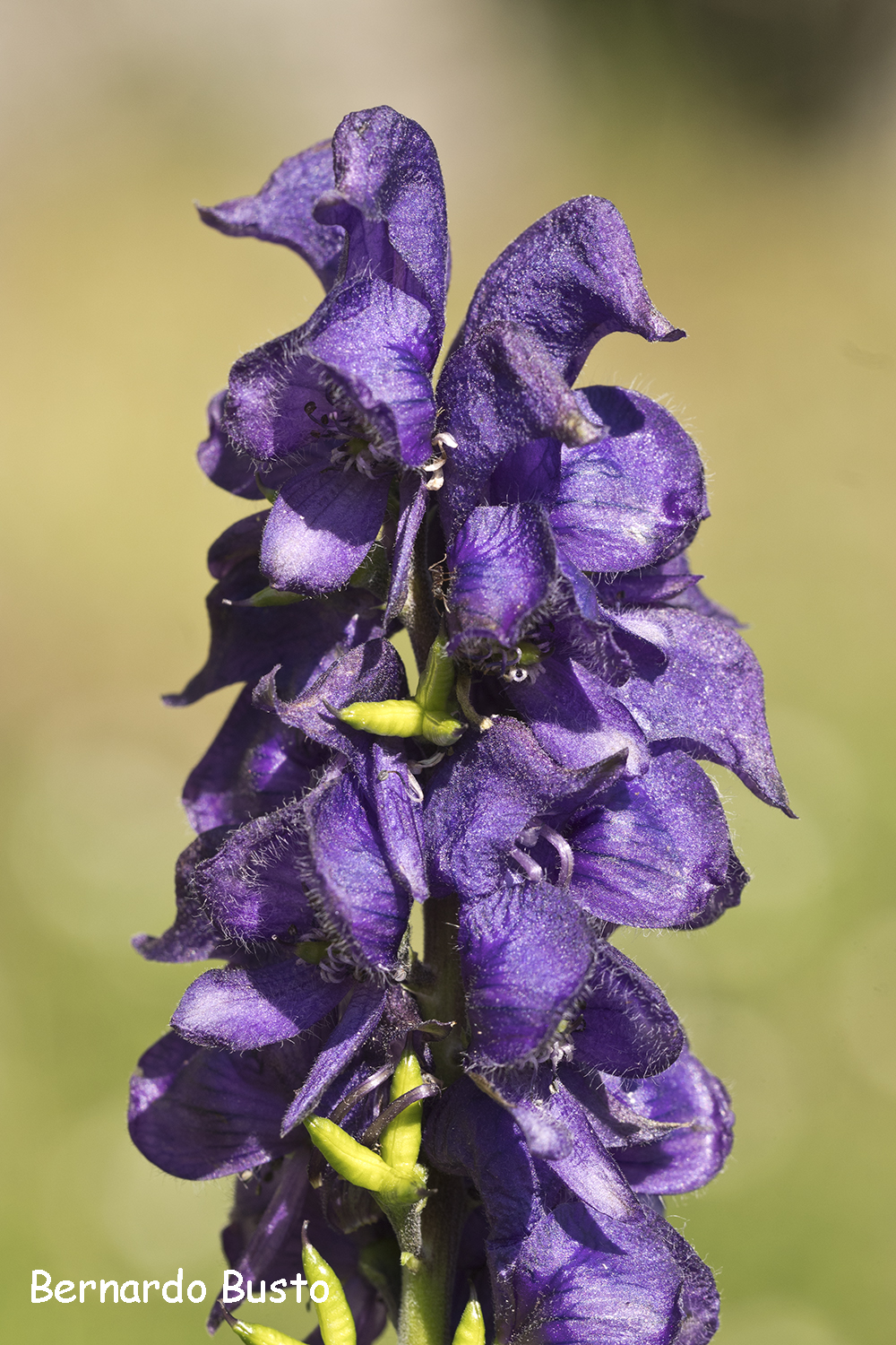 RÍA DE LA VILLA: Acónito común