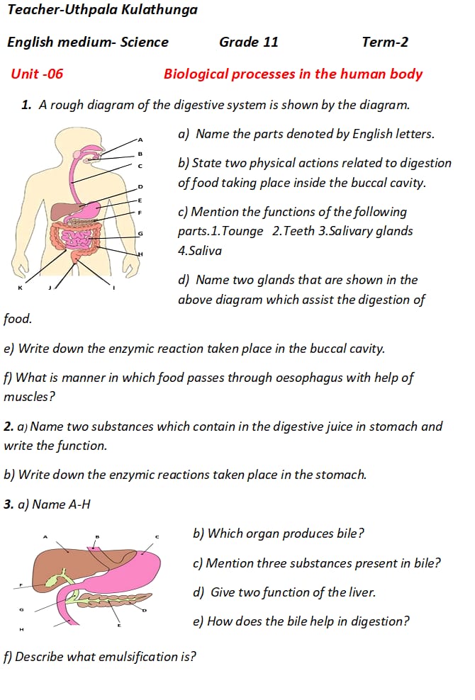 Science - English Medium - Biological processes in the human body