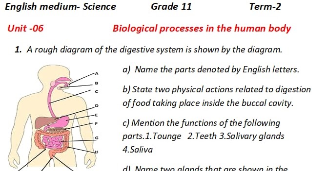 Science - English Medium - Biological processes in the human body