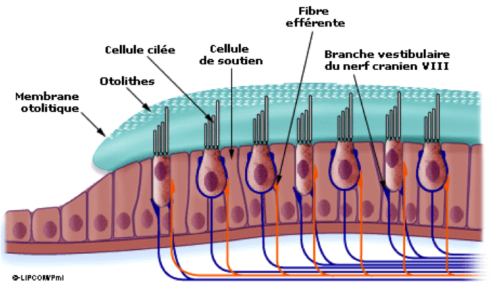 L'Organe auditif ~ Apposcience