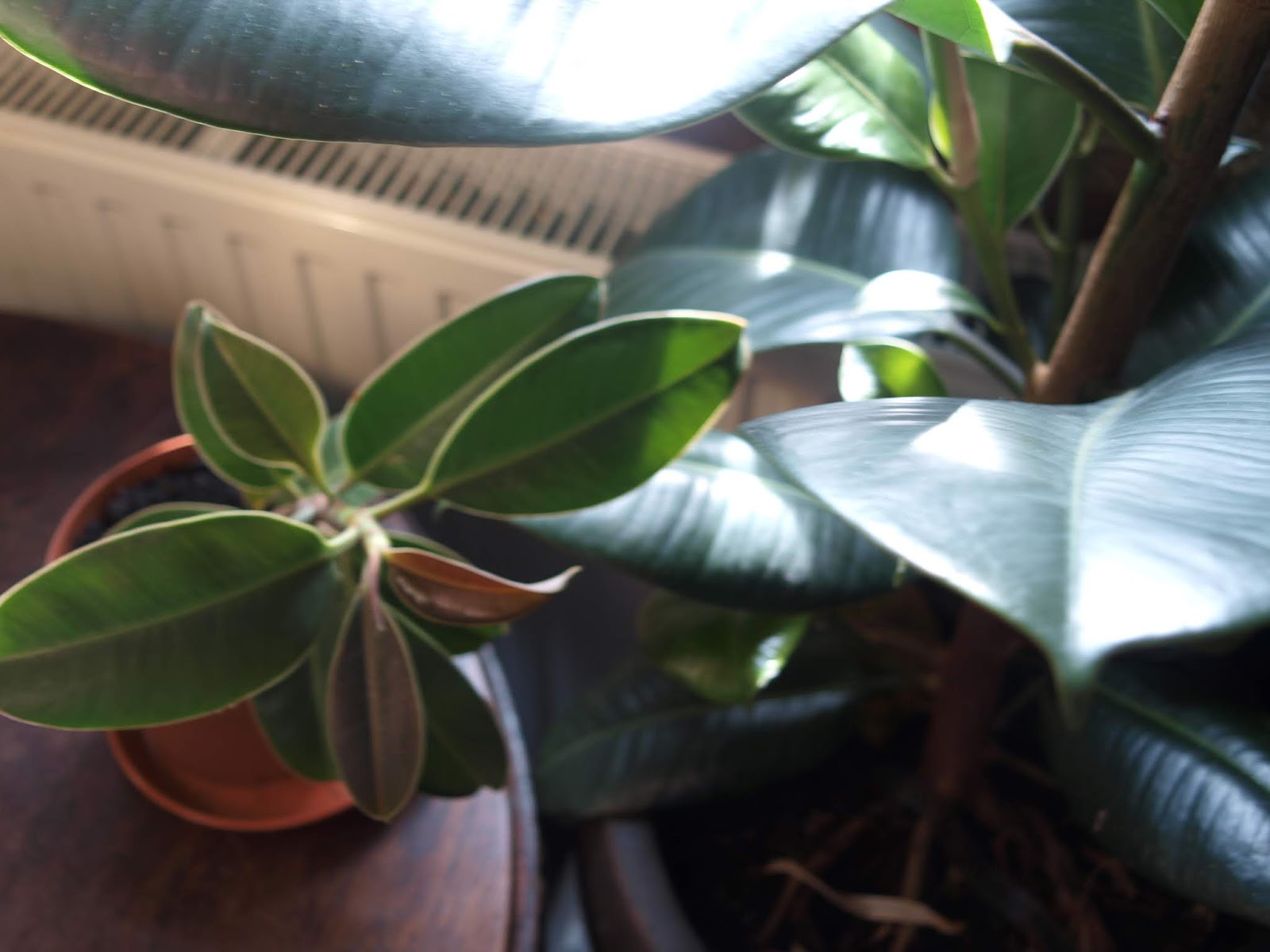 Ficus elastica (minima?) - Update - Zwei grüne Daumen